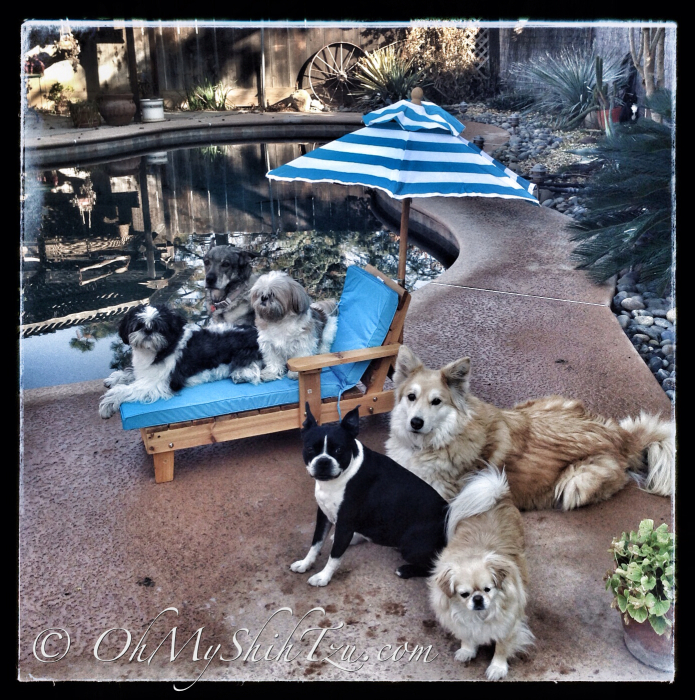 Pool Fencing for Dogs, Ensuring Their Safety - OMST