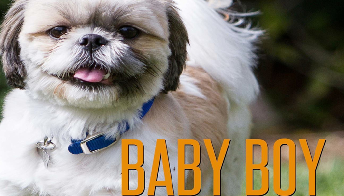 Book Review ~ Baby Boy Phoenix: A Tail of Rescue, Love & Second Chances ...