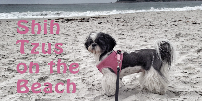 Shih Tzus on the Beach - Oh My Shih Tzu