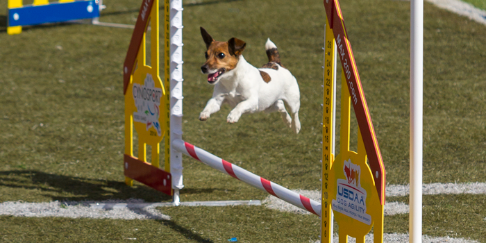 Small Dog Agility: Your Tzu Can Do This! - Oh My Shih Tzu