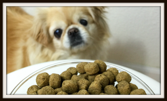 3 Key Benefits of Feeding Petcurean Now Fresh
