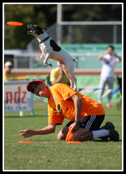 Fitness and Cross Training Your Agility Dog - OhMyShihTzu