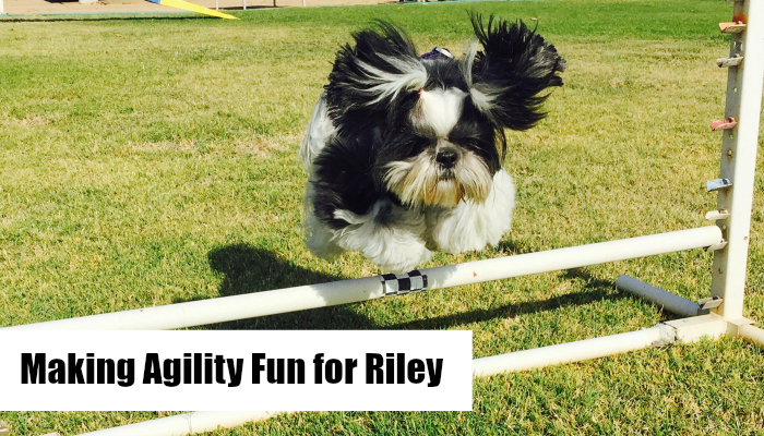 Making Dog Agility Fun for Riley