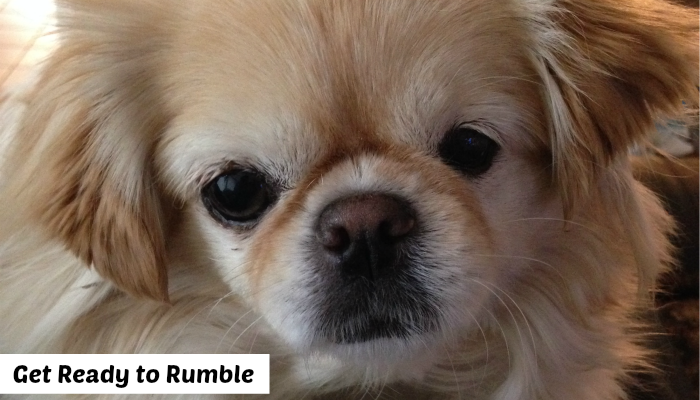 Chicky vs. the Bumble Ball Dog Toy - OMST